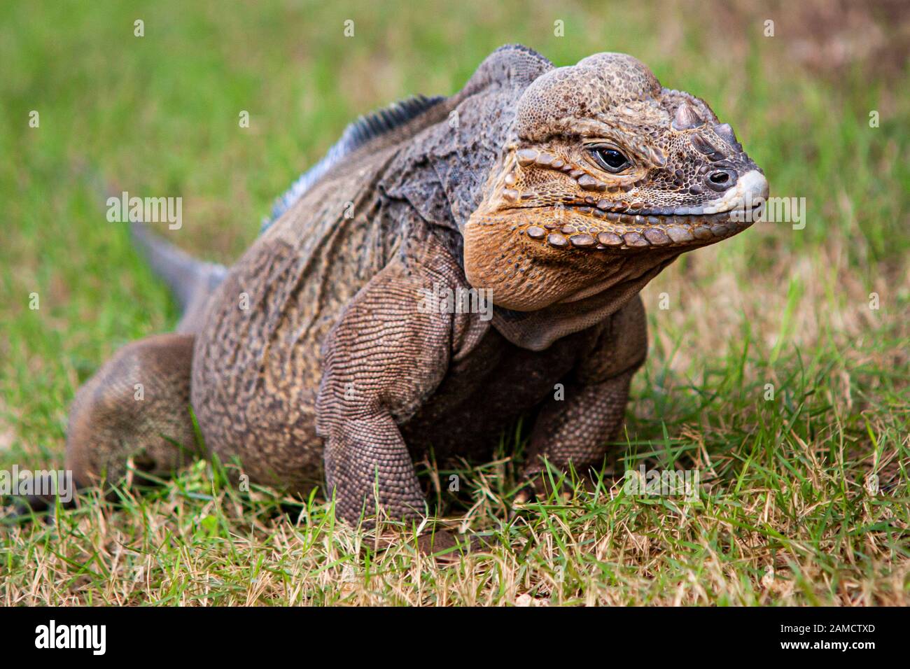 Iguana dominican republic fauna hi-res stock photography and images - Alamy