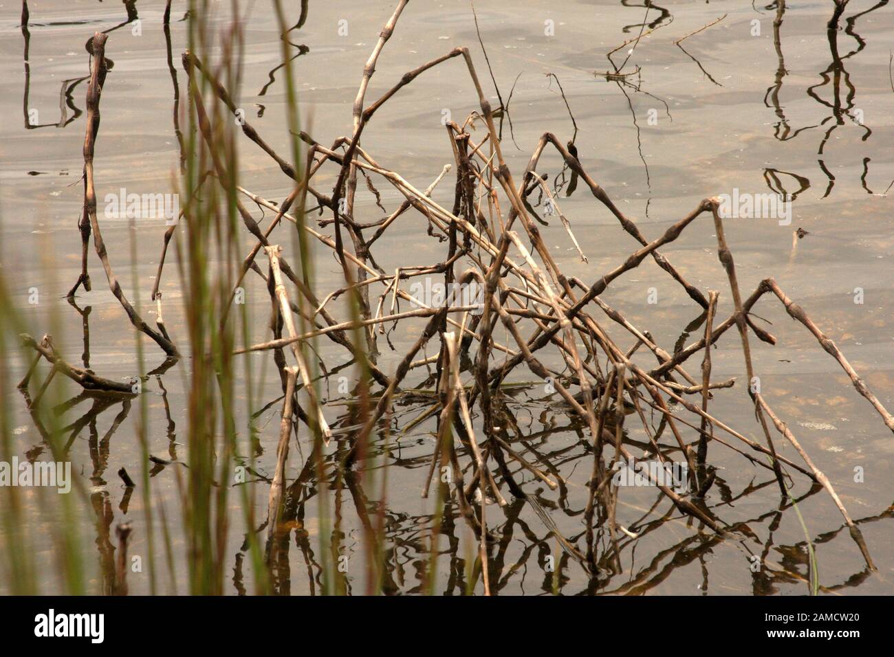 Dead water plants in a lake in Virginia, USA Stock Photo - Alamy