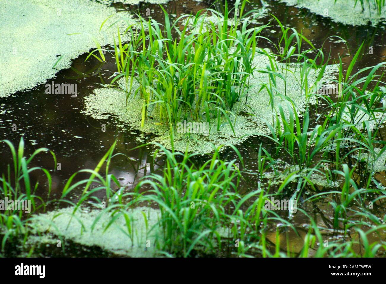 Duckweed flower hi-res stock photography and images - Alamy