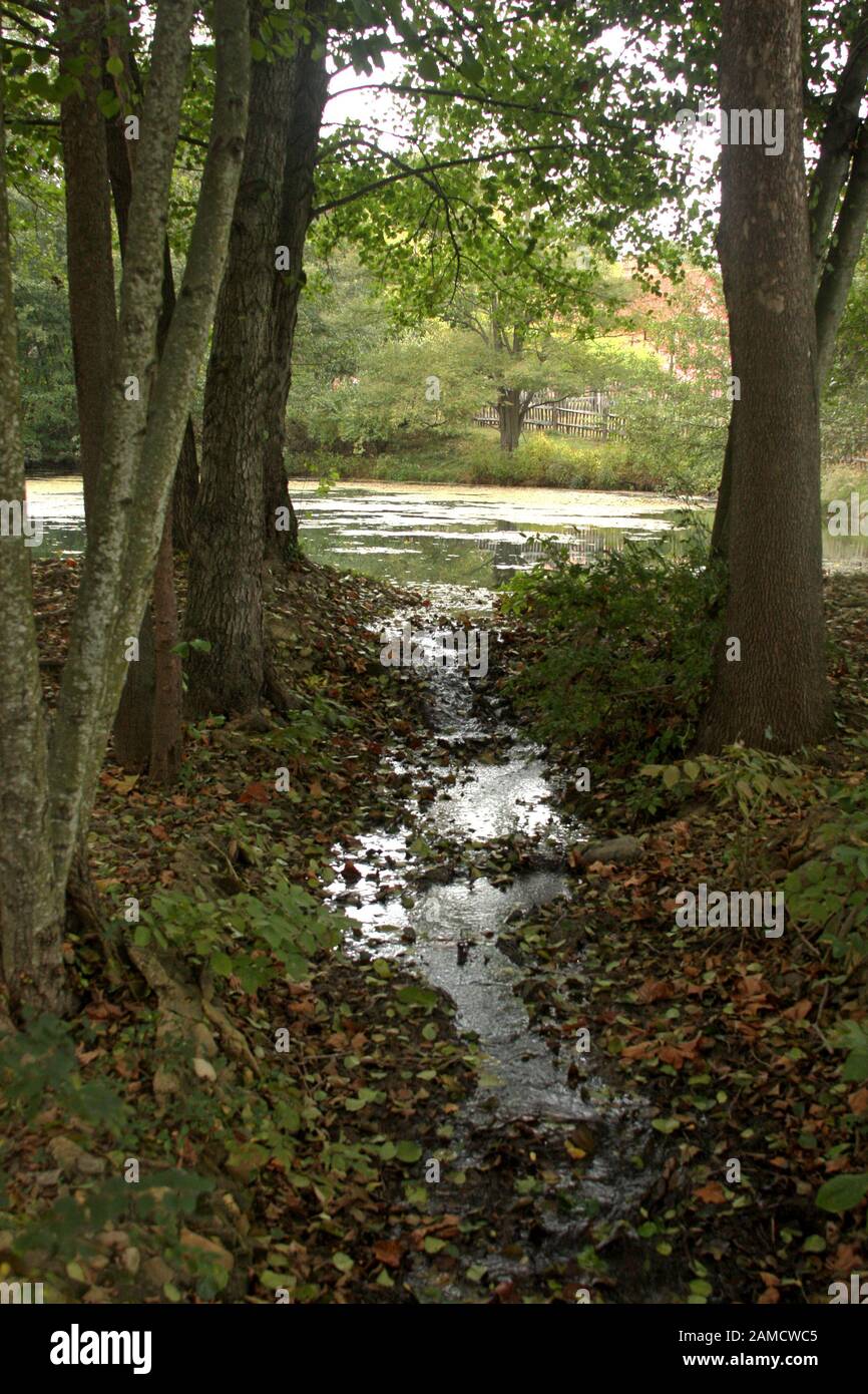 Spring water flowing through the woods and forming a pond Stock Photo ...