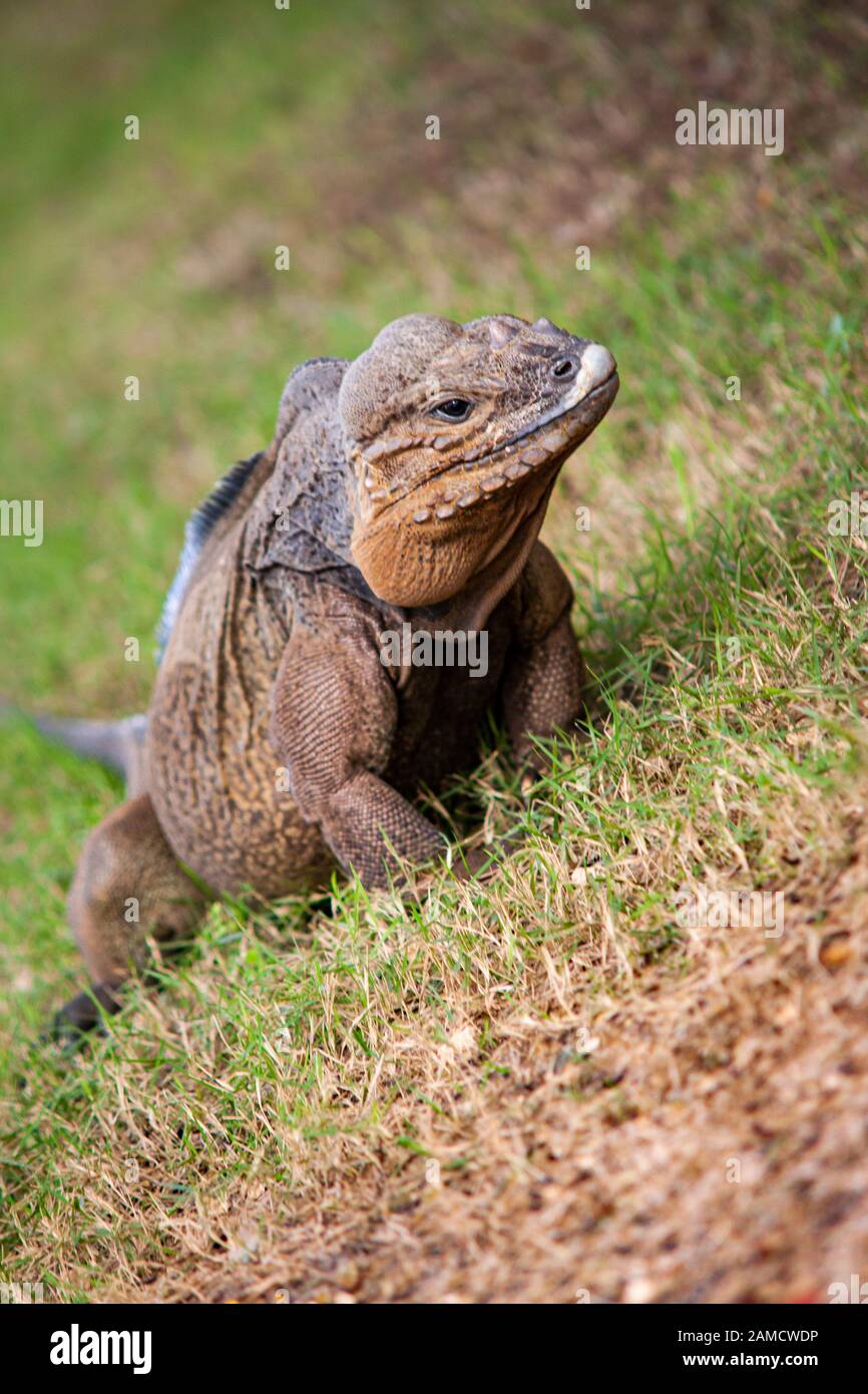 Iguana dominican republic fauna hi-res stock photography and images - Alamy