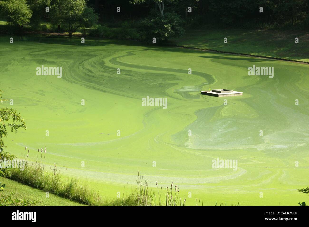 Green algae bloom in lake usa hi-res stock photography and images - Alamy
