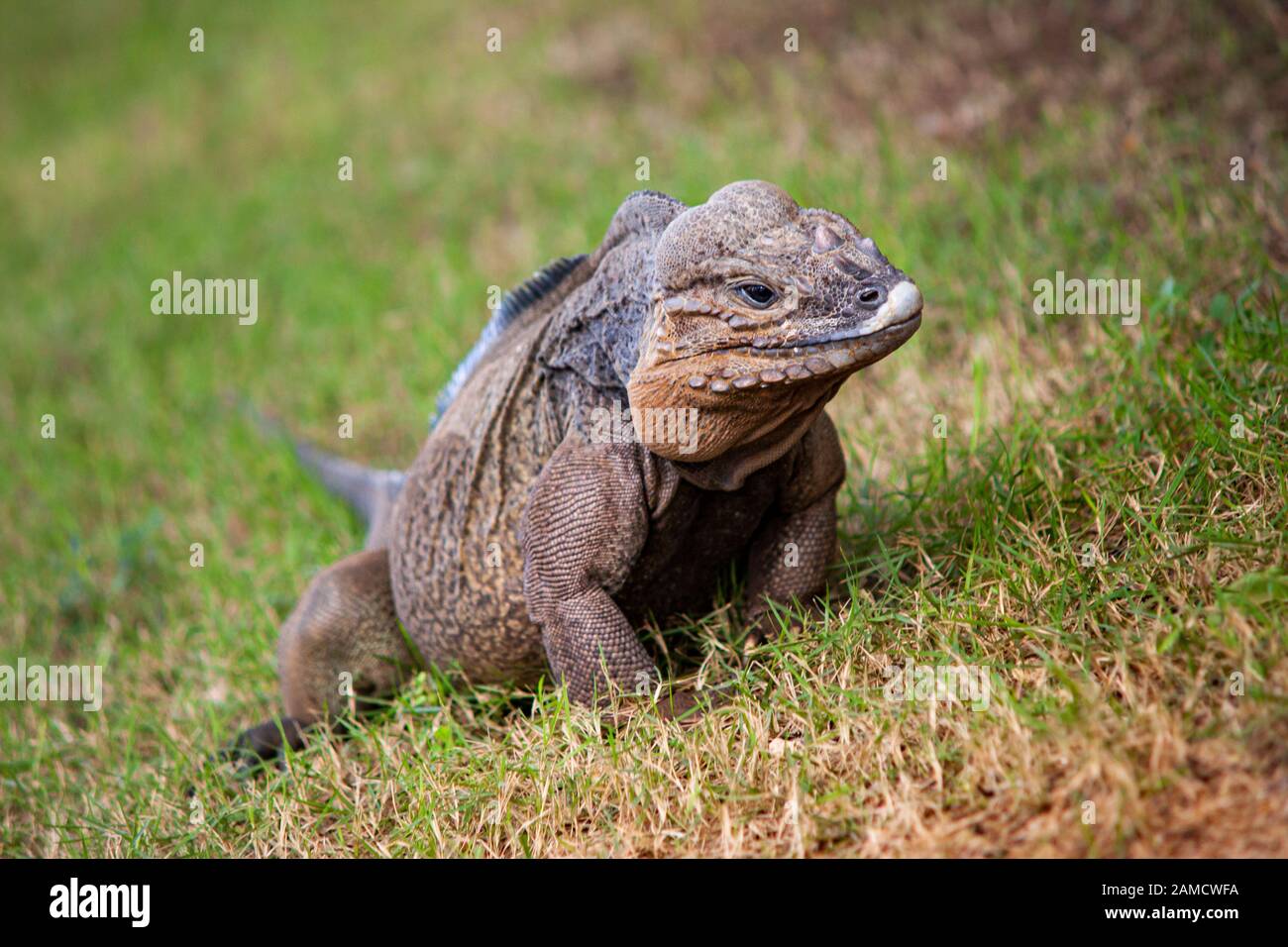 Grey Iguana in Dominican Republic 2 Stock Photo - Alamy
