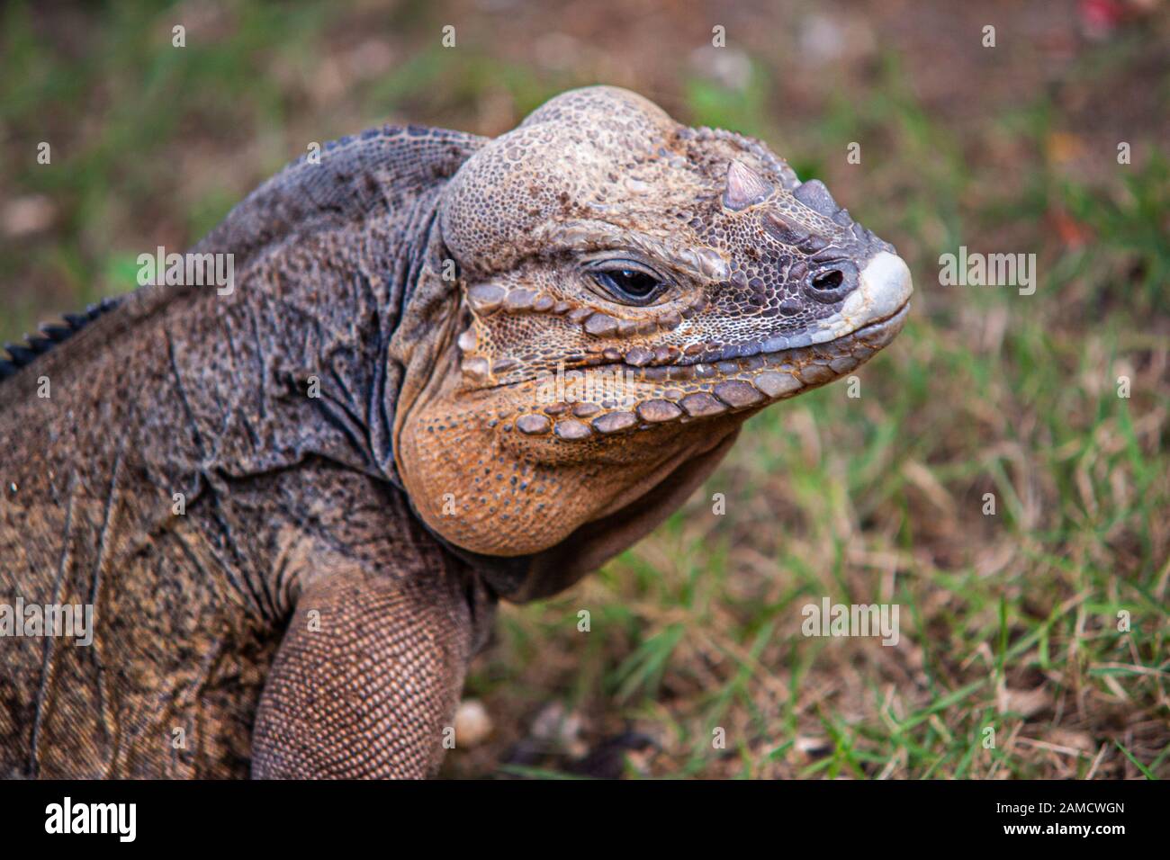 Iguana dominican republic fauna hi-res stock photography and images - Alamy