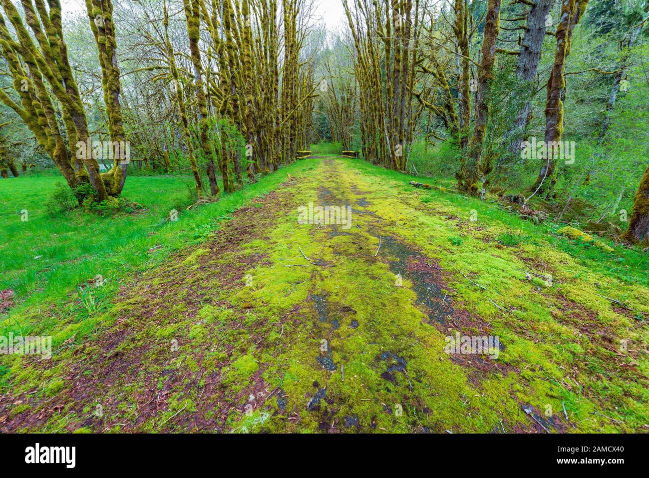 Moss Covered Bridge High Resolution Stock Photography and Images - Alamy