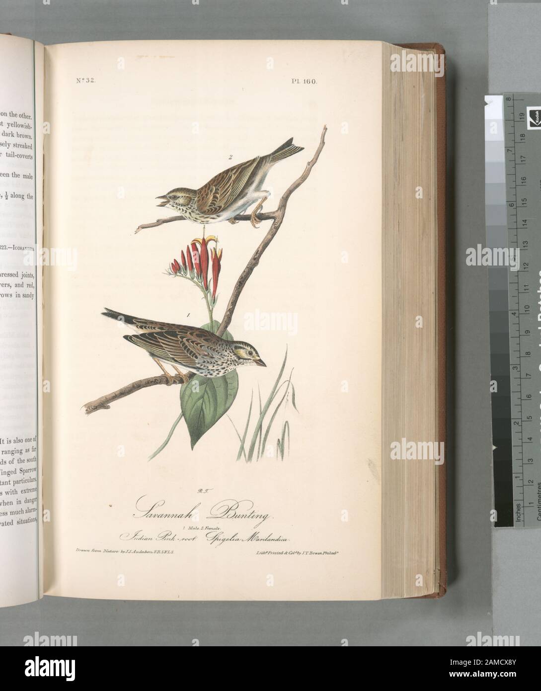 Savannah Bunting 1 Male 2 Female (Indian Pink-root Spigelia Marilandica ...