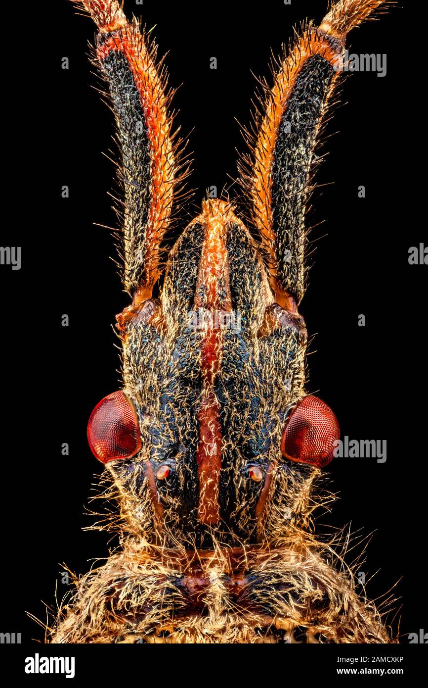 Insect hemiptera bug hi-res stock photography and images - Alamy