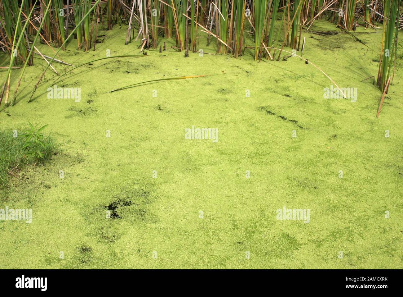 Pond algae duckweed hi-res stock photography and images - Alamy