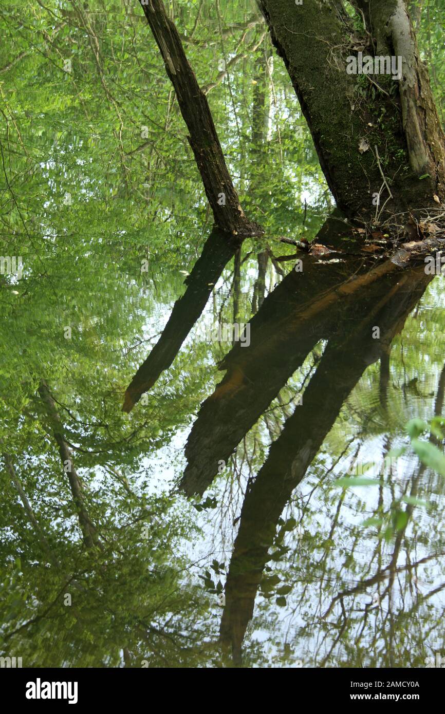 Tree reflection in swamp water Stock Photo - Alamy