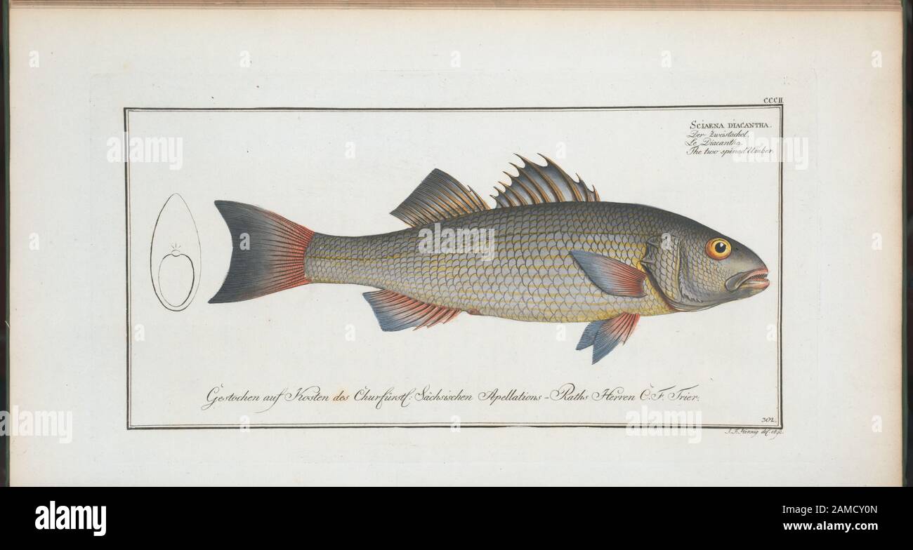 Sciaena diacantha, The two-spined Umber Gross, 1994, #120; Sciaena ...