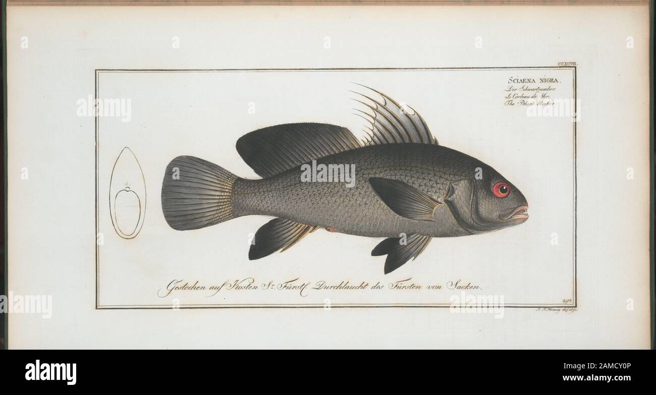 Sciaena nigra, The Black-Umber Gross, 1994, #120; Sciaena nigra, The ...