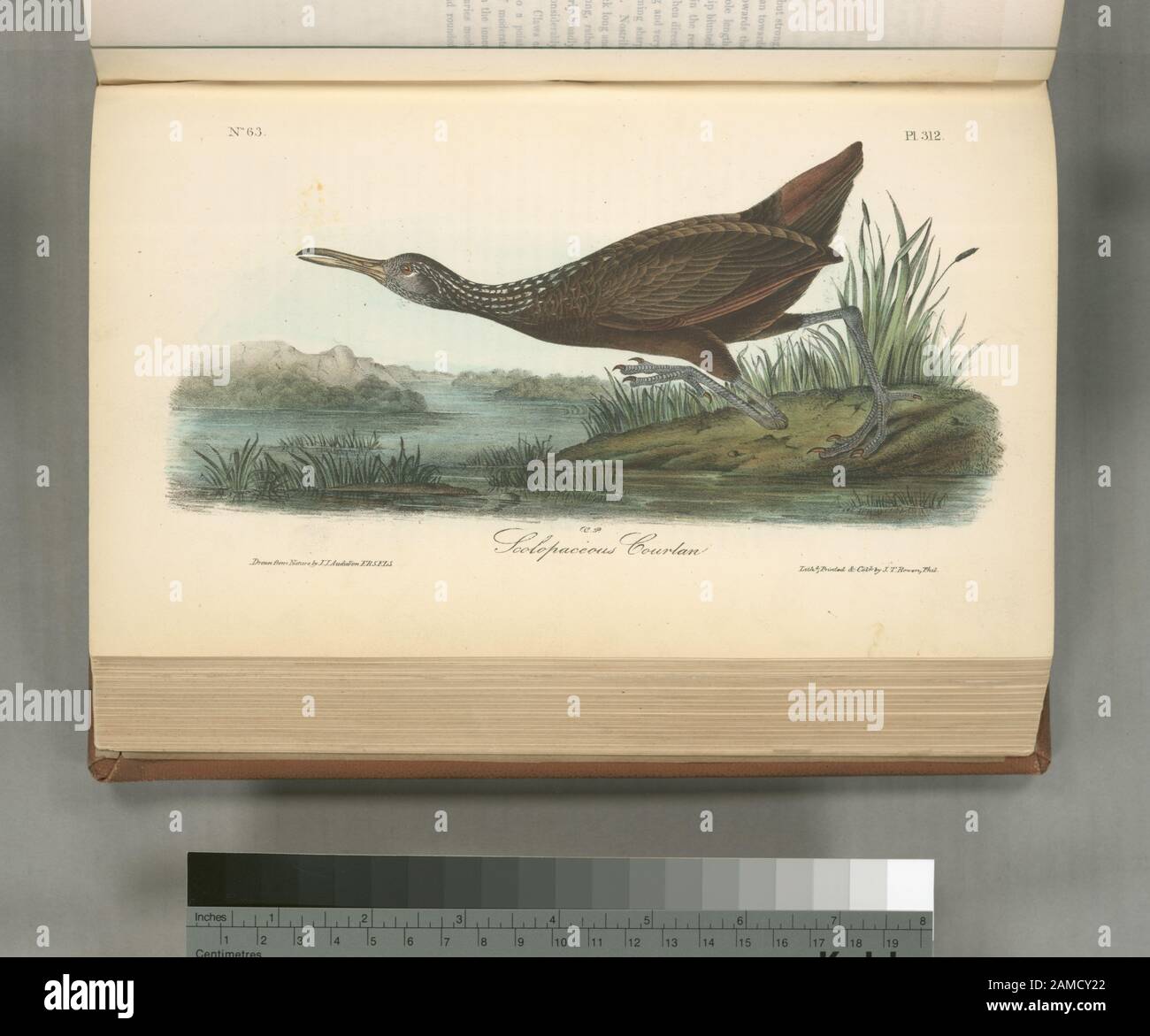 Scolopaceous Courlan Aramus Scolopaceus.; Scolopaceous Courlan Stock ...