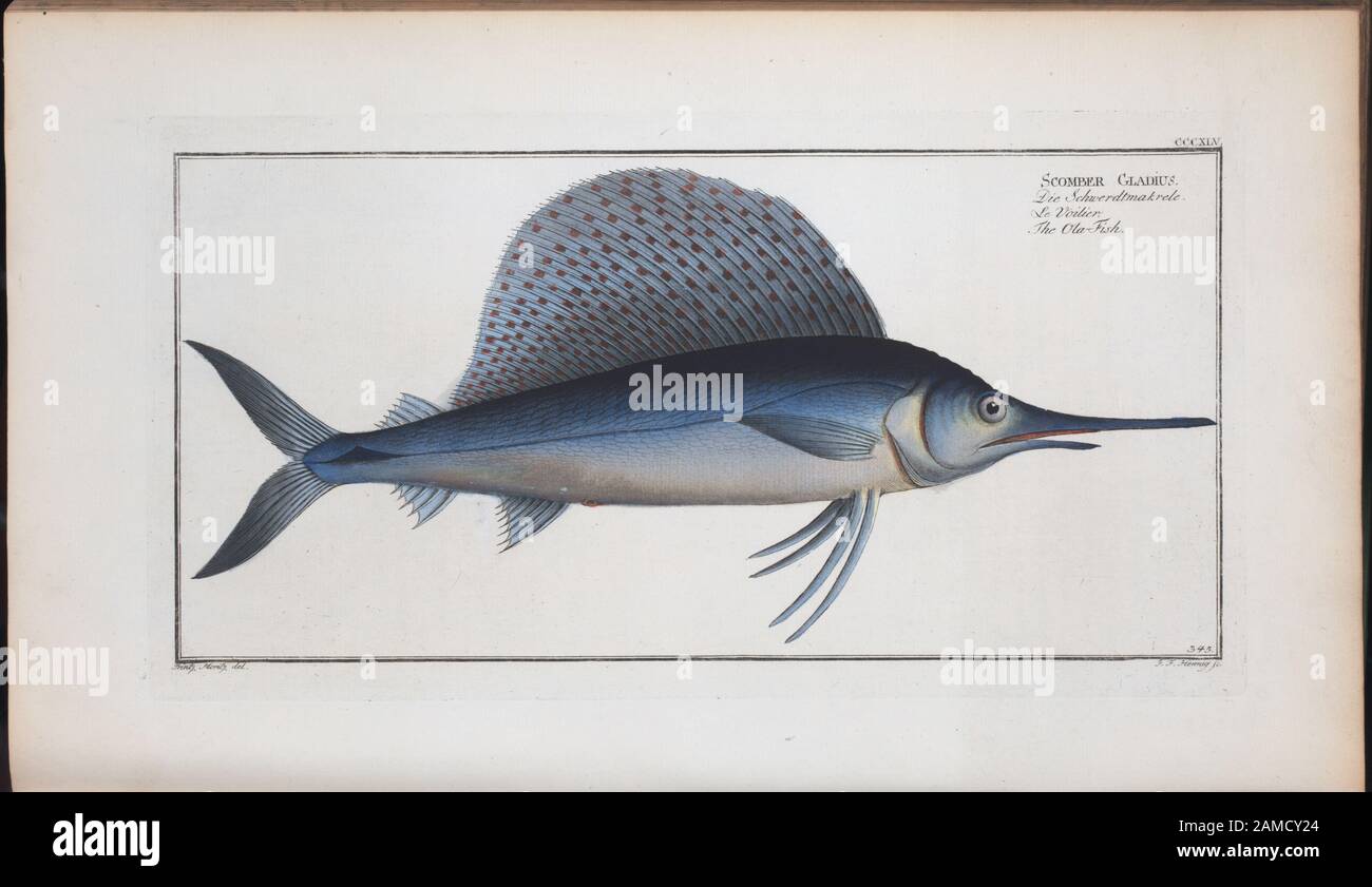 Ola fish hi-res stock photography and images - Alamy