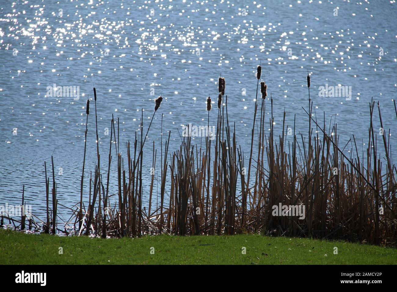 Dried cattails at the edge of a lake in sunny spring day Stock Photo ...