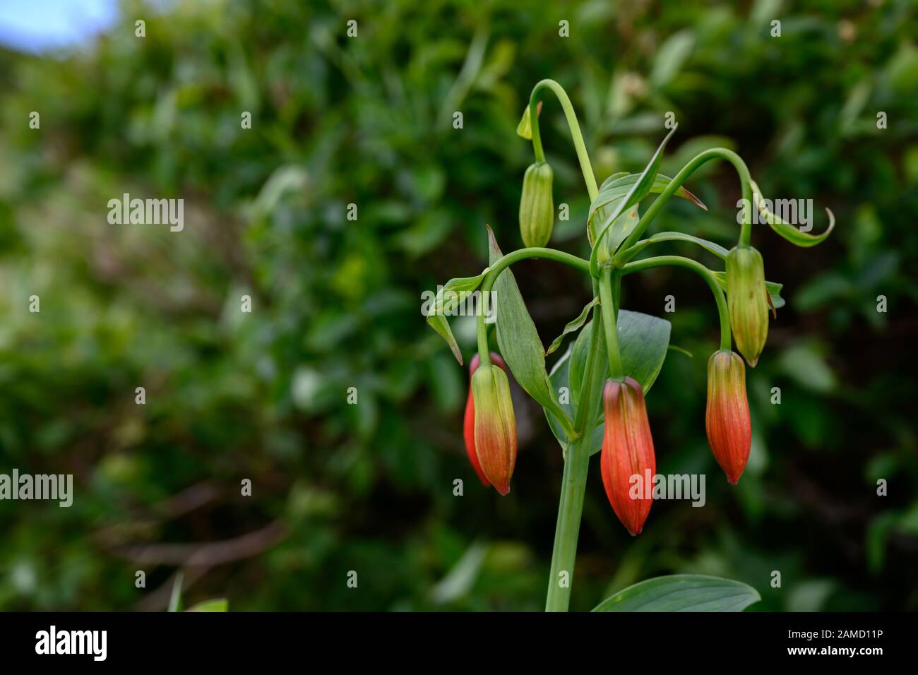 Rare Grays Lilies Just Before Blooming with copy space to left Stock ...