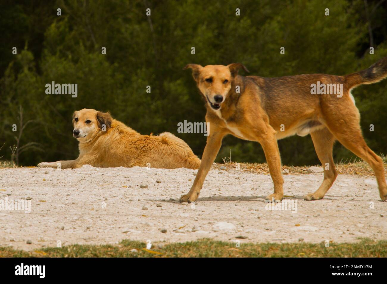 Chiribaya shepherd hi-res stock photography and images - Alamy