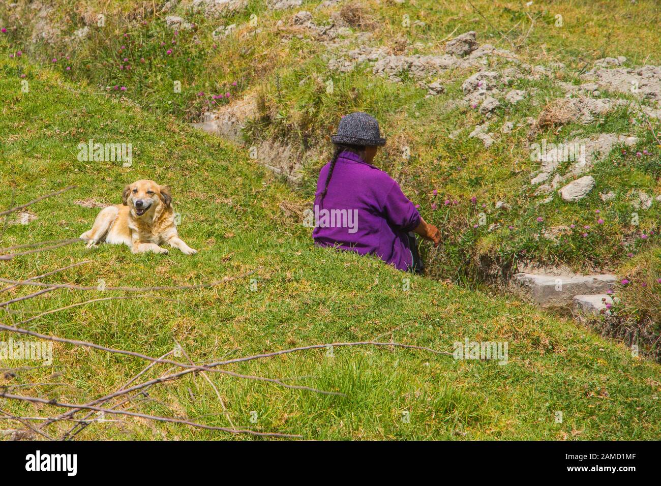 Dog of the incas hi-res stock photography and images - Alamy