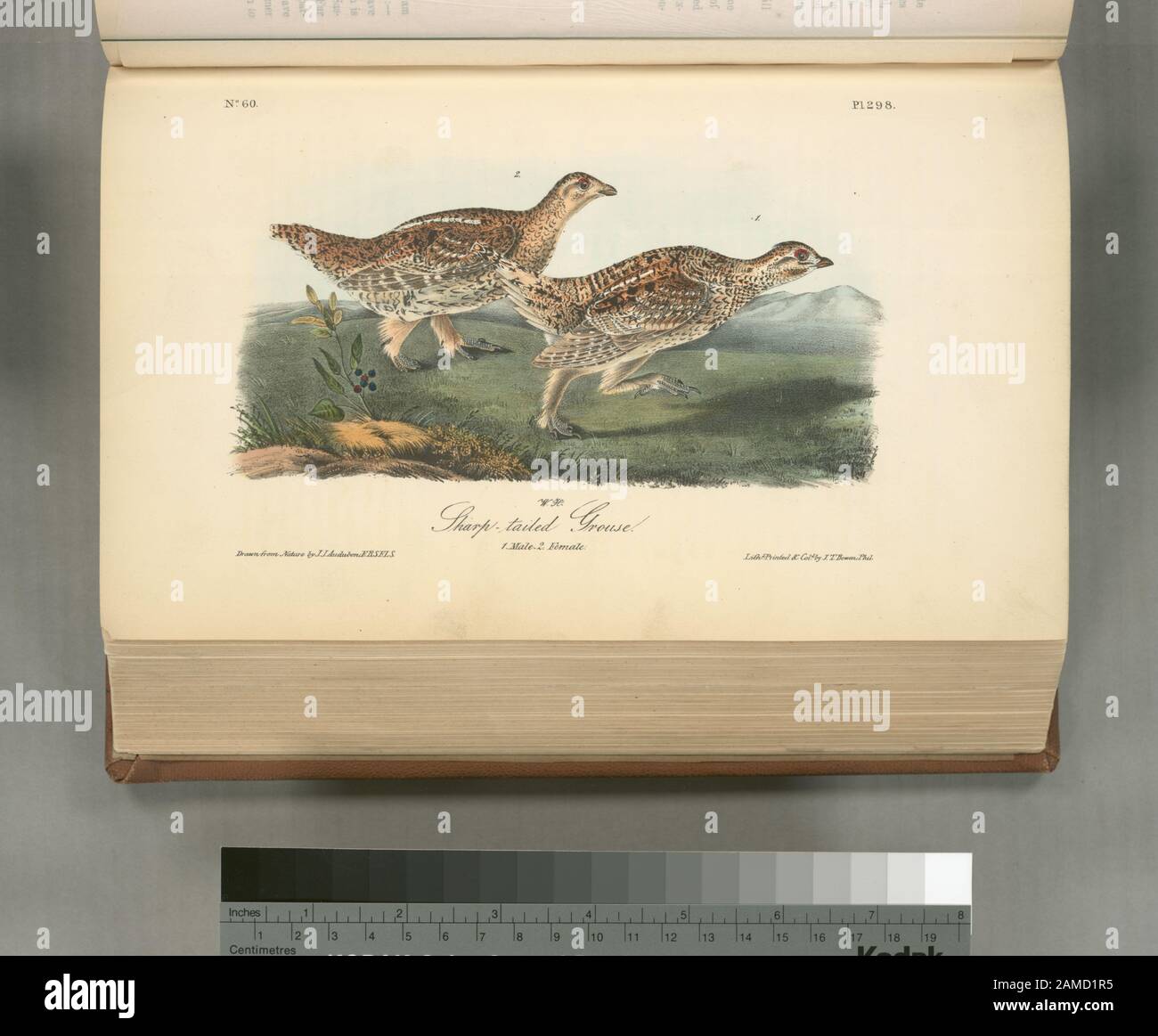 Sharp-tailed Grouse 1 Male 2 Female Tetrao Phasianellus.; Sharp-tailed ...