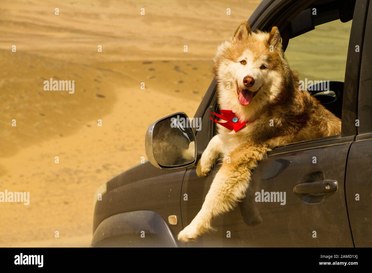 Chiribaya shepherd hi-res stock photography and images - Alamy