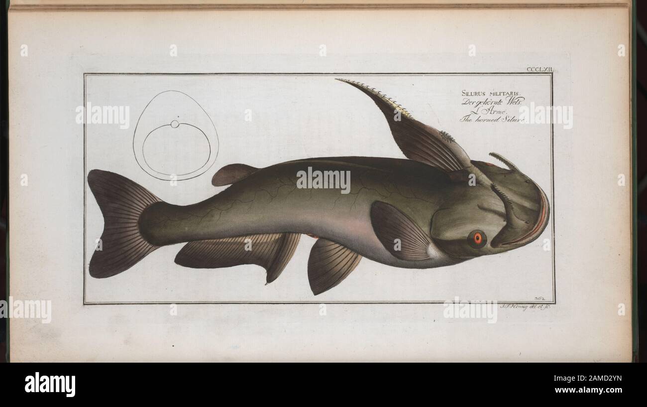 Silurus militaris hi-res stock photography and images - Alamy