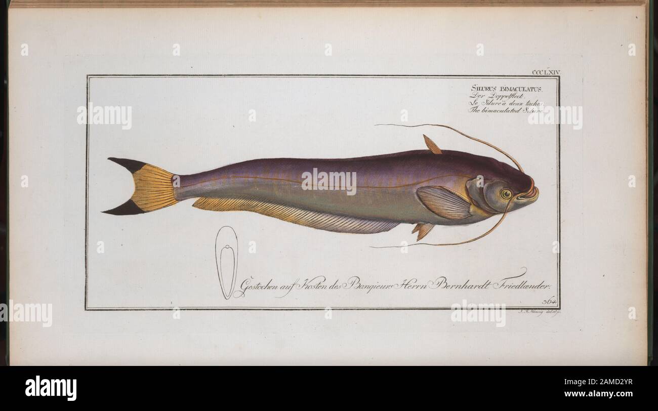 Silurus bimaculatus hi-res stock photography and images - Alamy