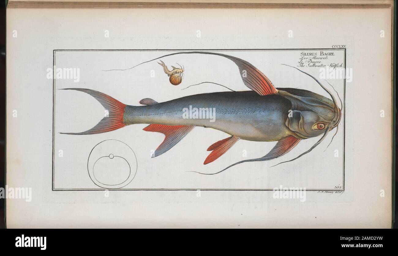 Katfish hi-res stock photography and images - Alamy