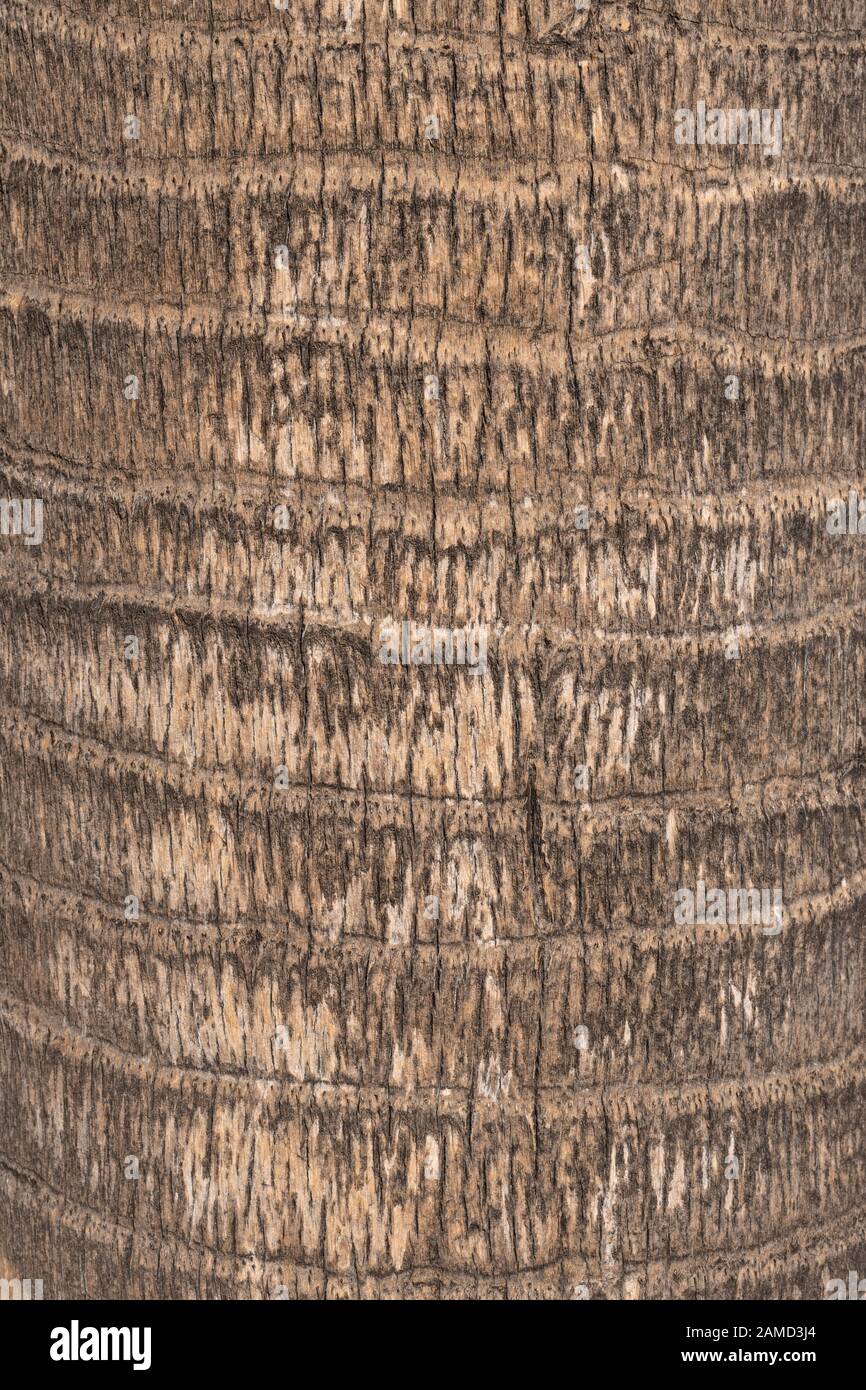 Closeup of the texture in a tropical palm tree Stock Photo - Alamy