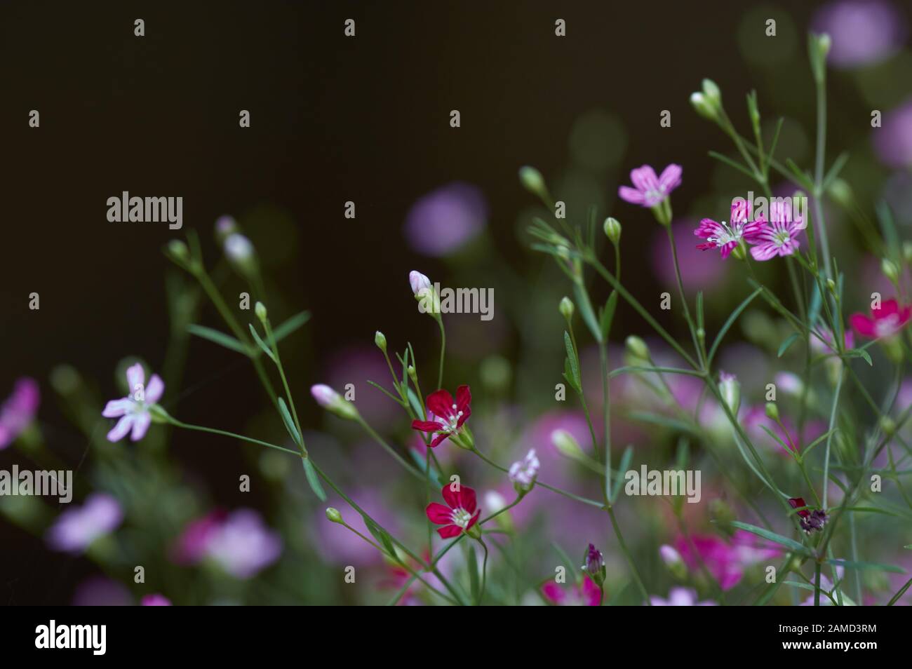 Gypsophila flower hi-res stock photography and images - Alamy