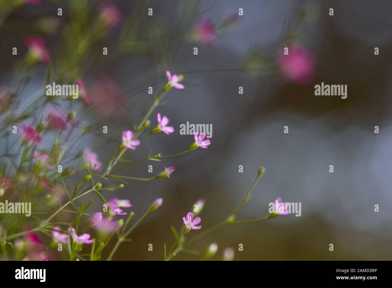 Close up view gypsophila hi-res stock photography and images - Alamy