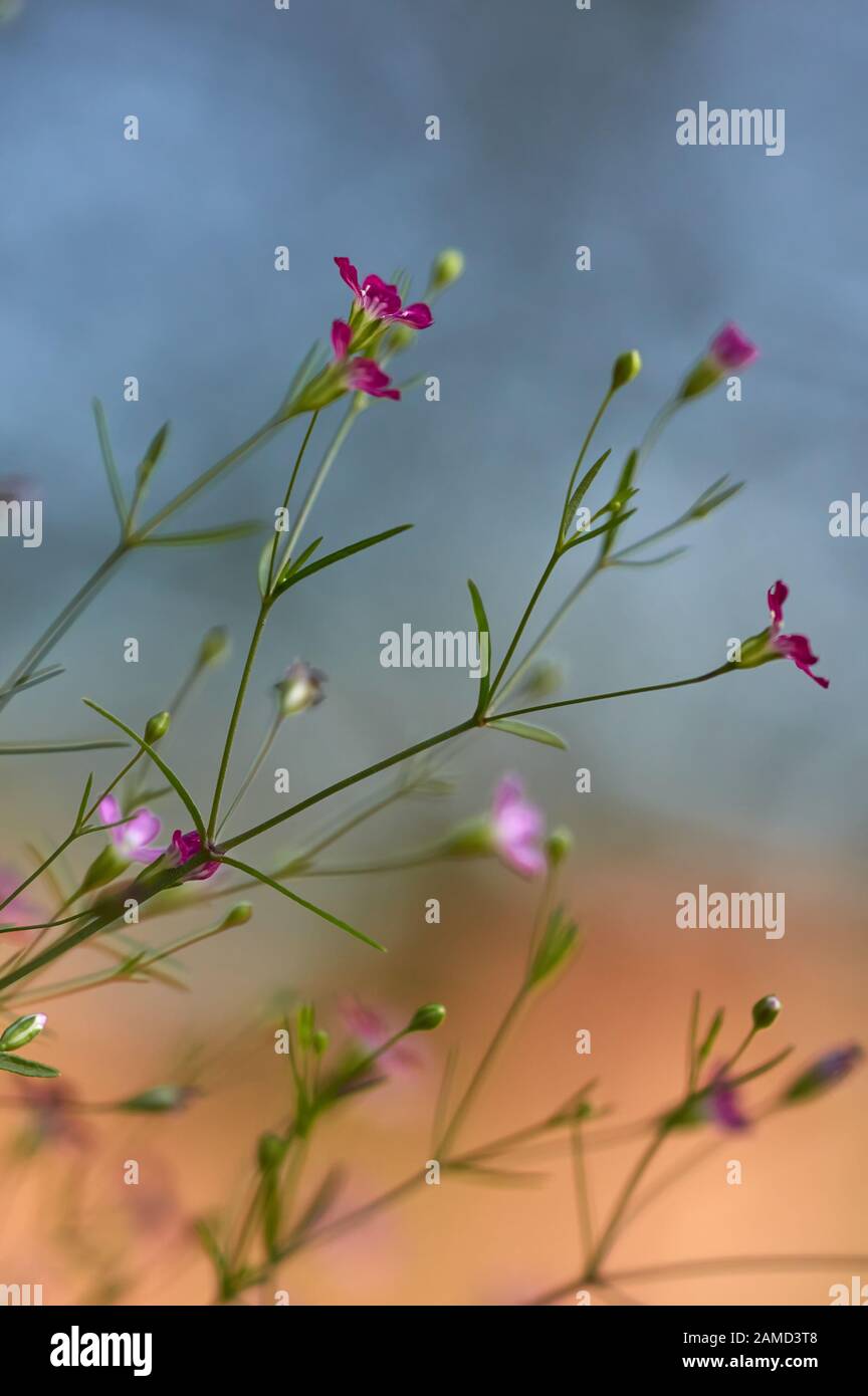 Gypsophila flower hi-res stock photography and images - Alamy