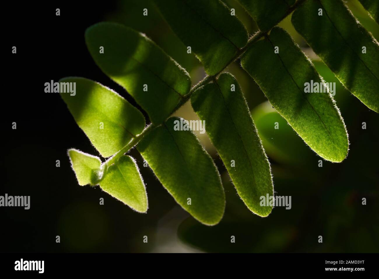 Green fern leaf with light and shadow Stock Photo - Alamy
