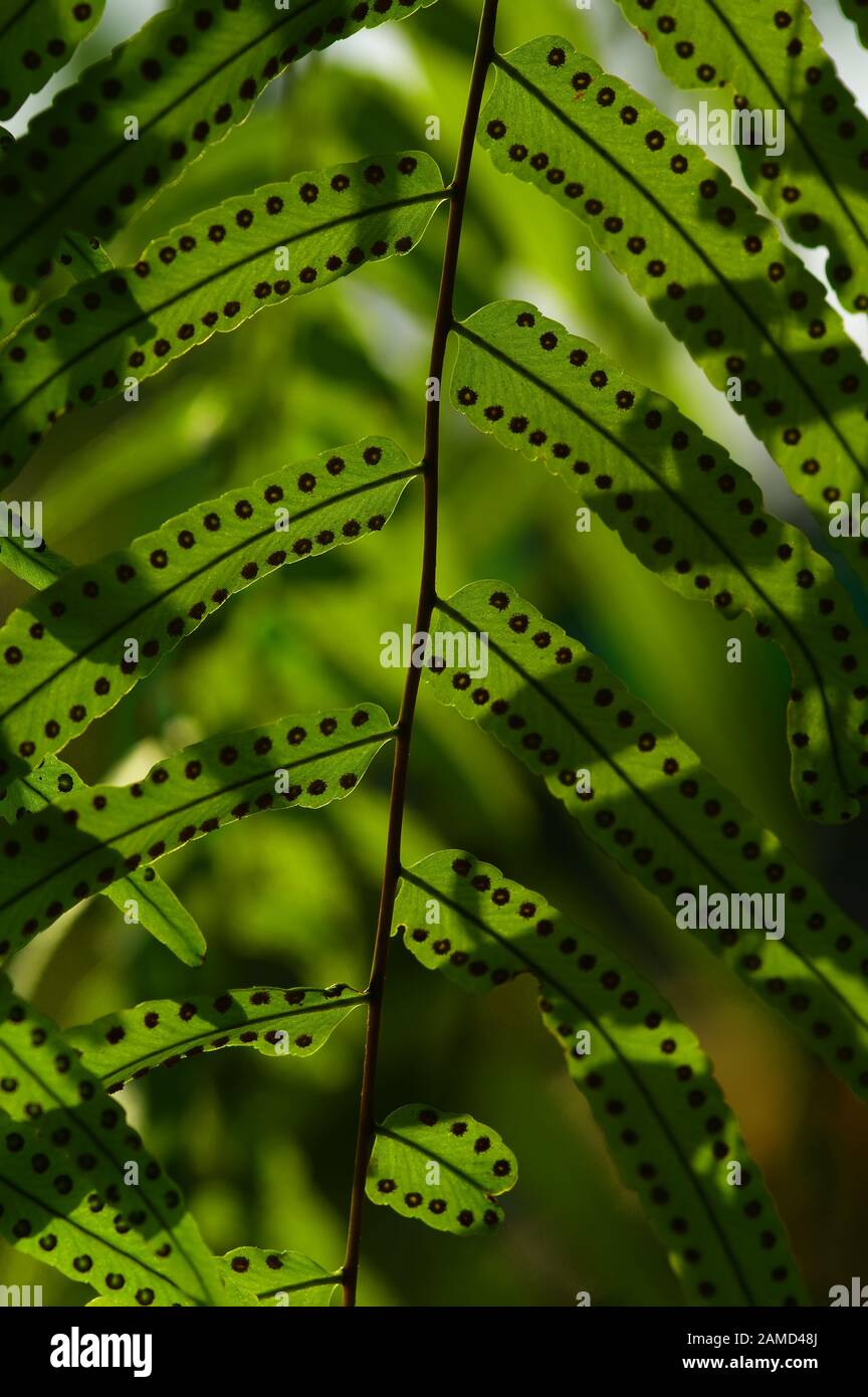 Green fern leaf with light and shadow Stock Photo - Alamy
