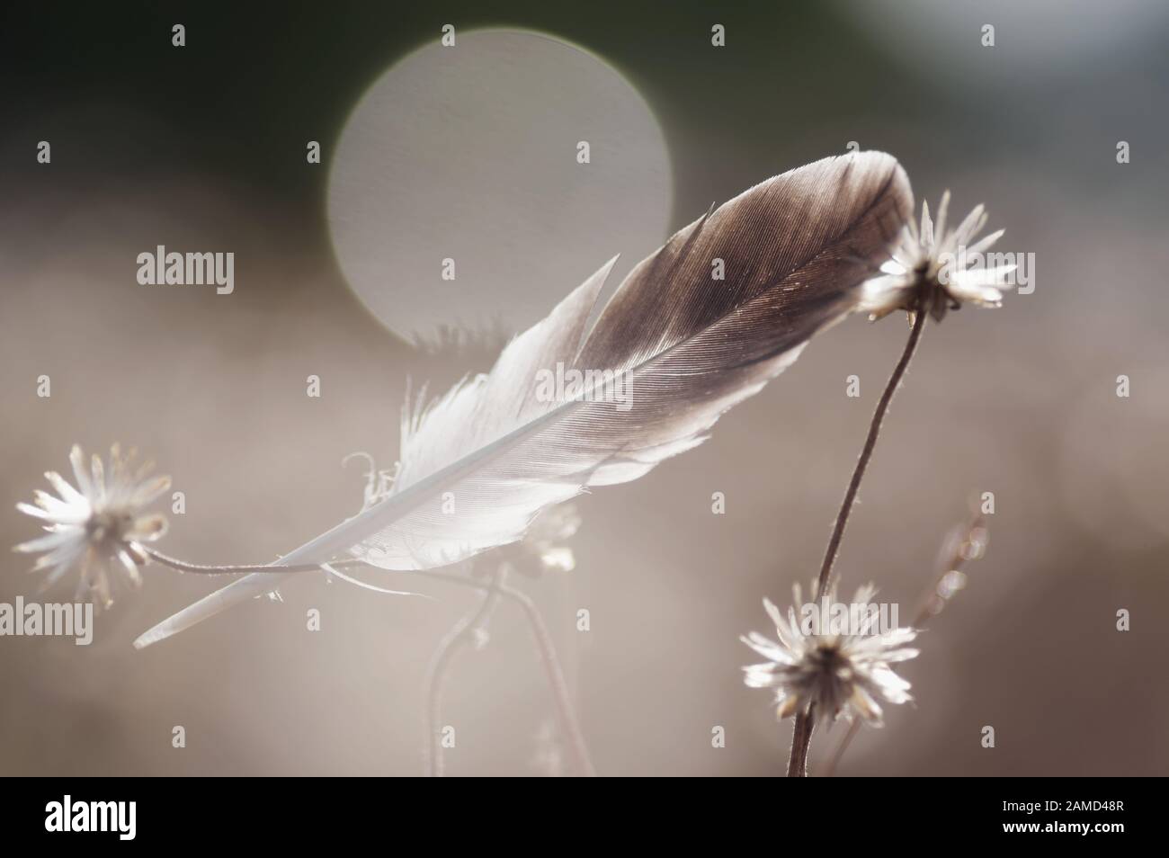 The feather and wilted dandelion among morning light Stock Photo - Alamy