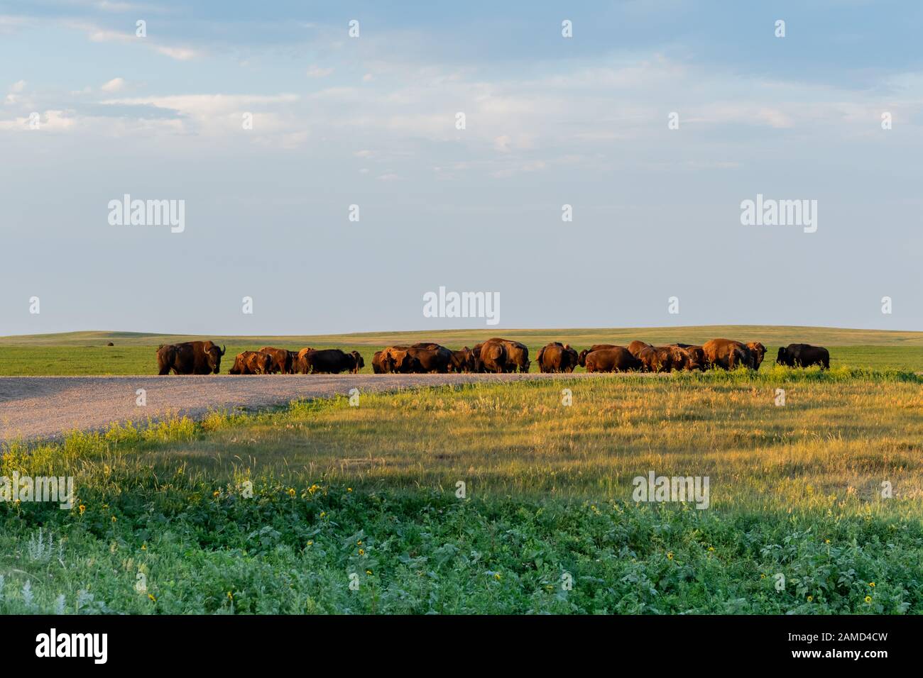 Sun Shines Over Bison Herd Along Field Stock Photo - Alamy