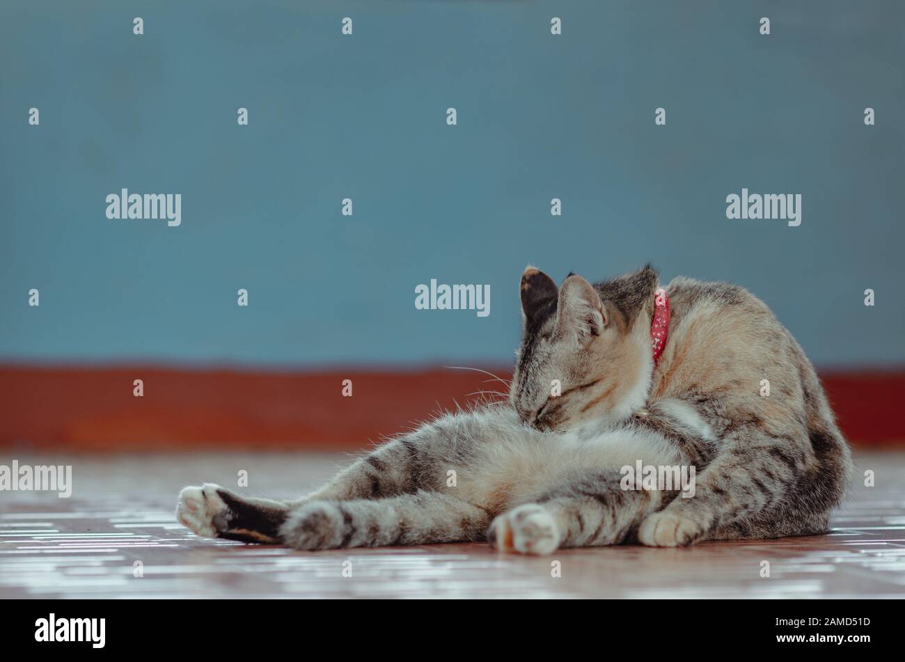 Adorable brown color domestic cat sitting alone and cleaning her body ...
