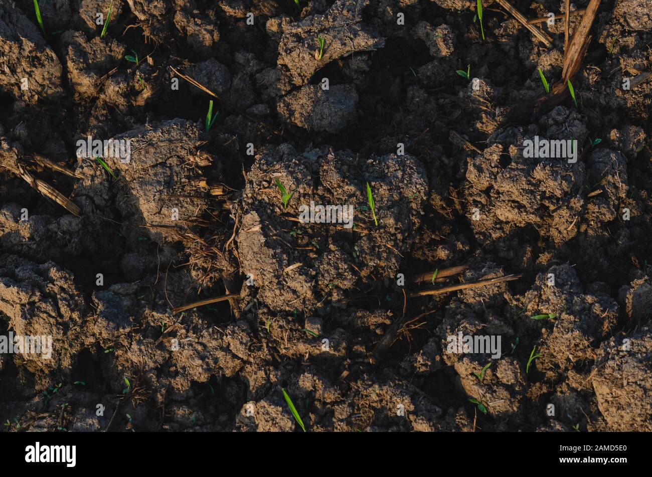 The soil from rice field for Earth day concept Stock Photo - Alamy