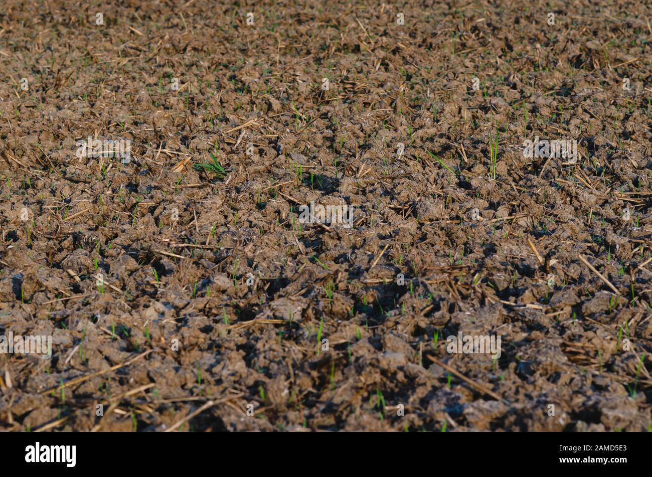 The soil from rice field for Earth day concept Stock Photo - Alamy