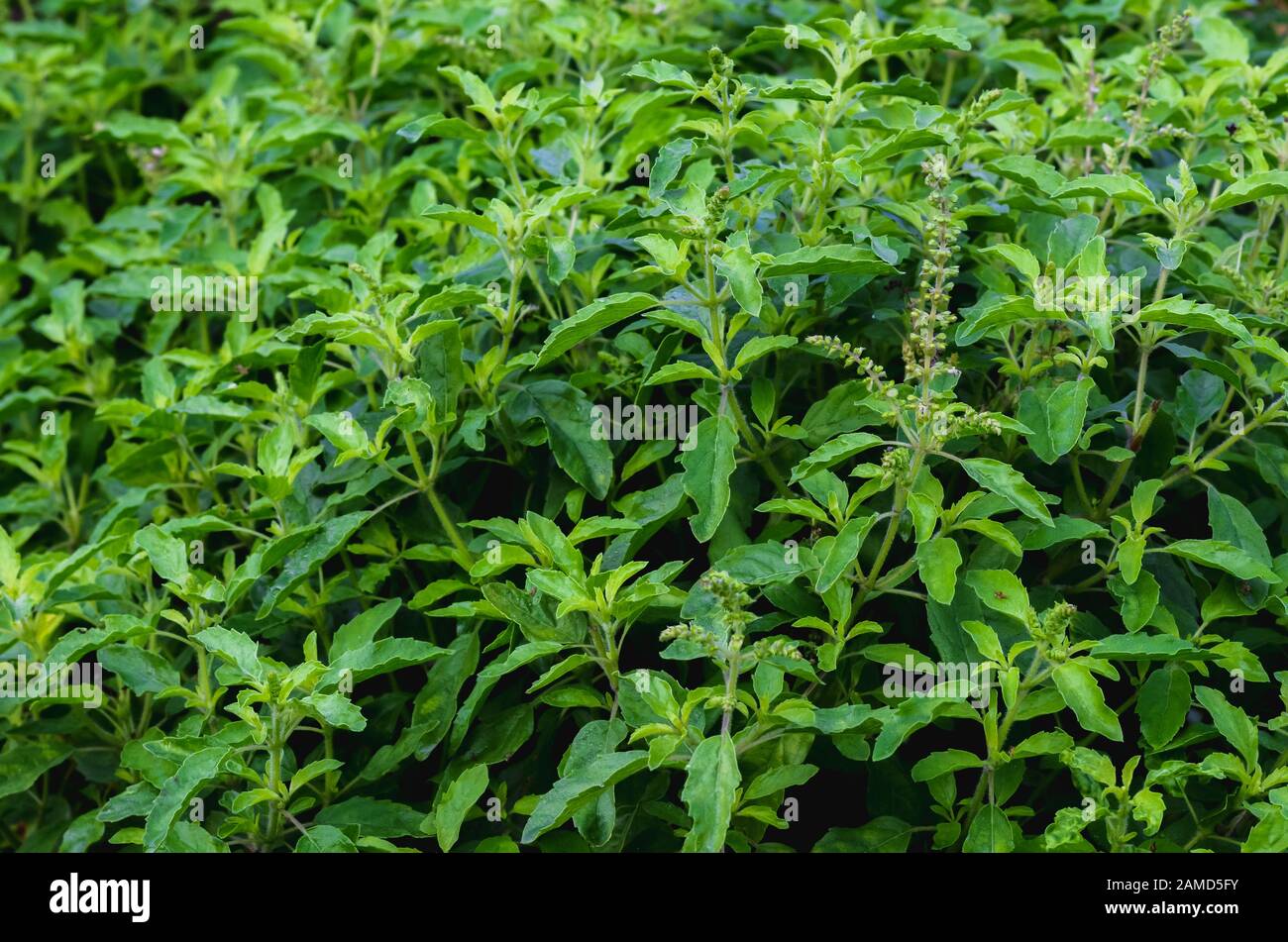 Holy Basil Leaves