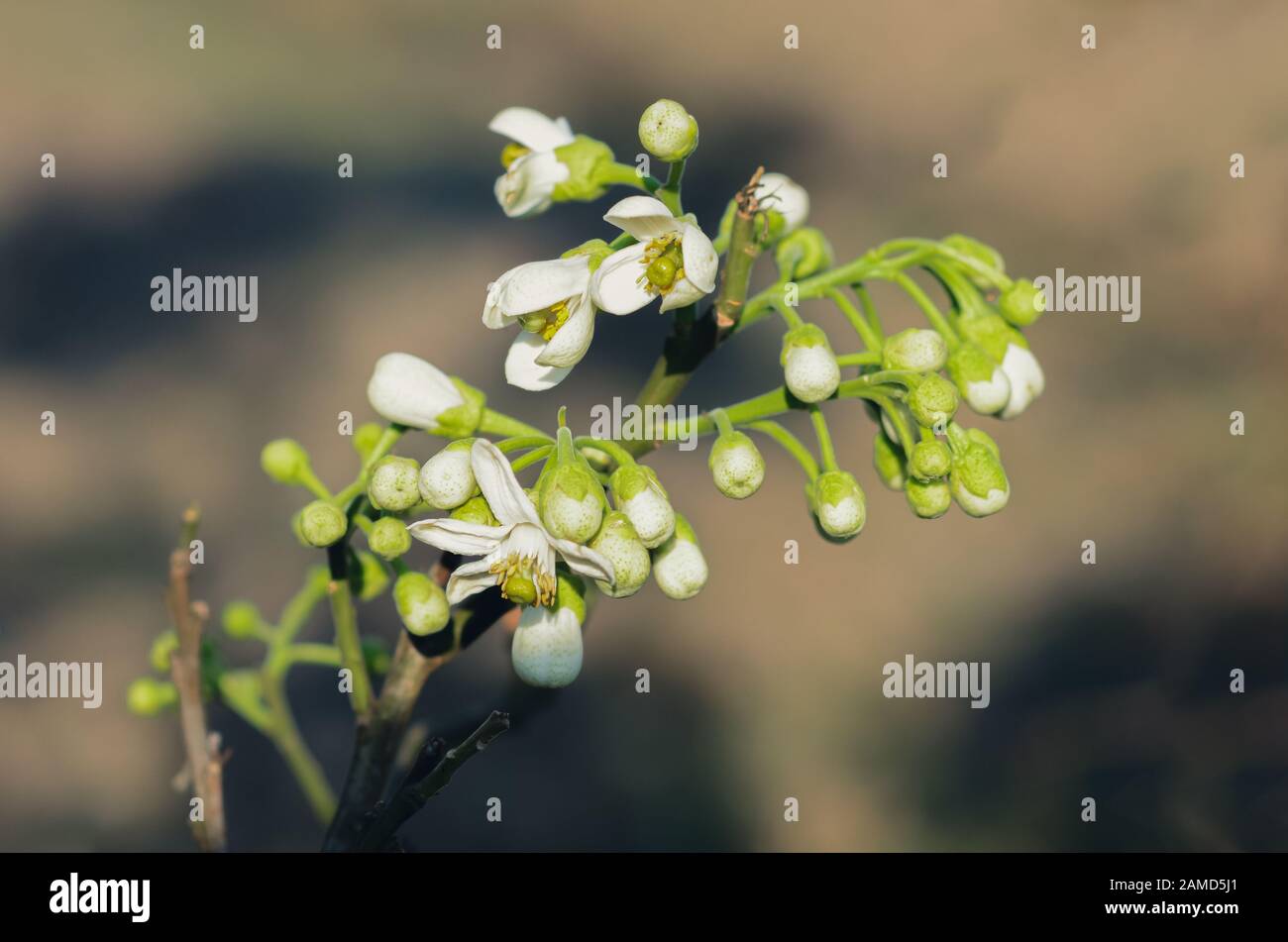 White flowers of Pomelo fruit Stock Photo - Alamy