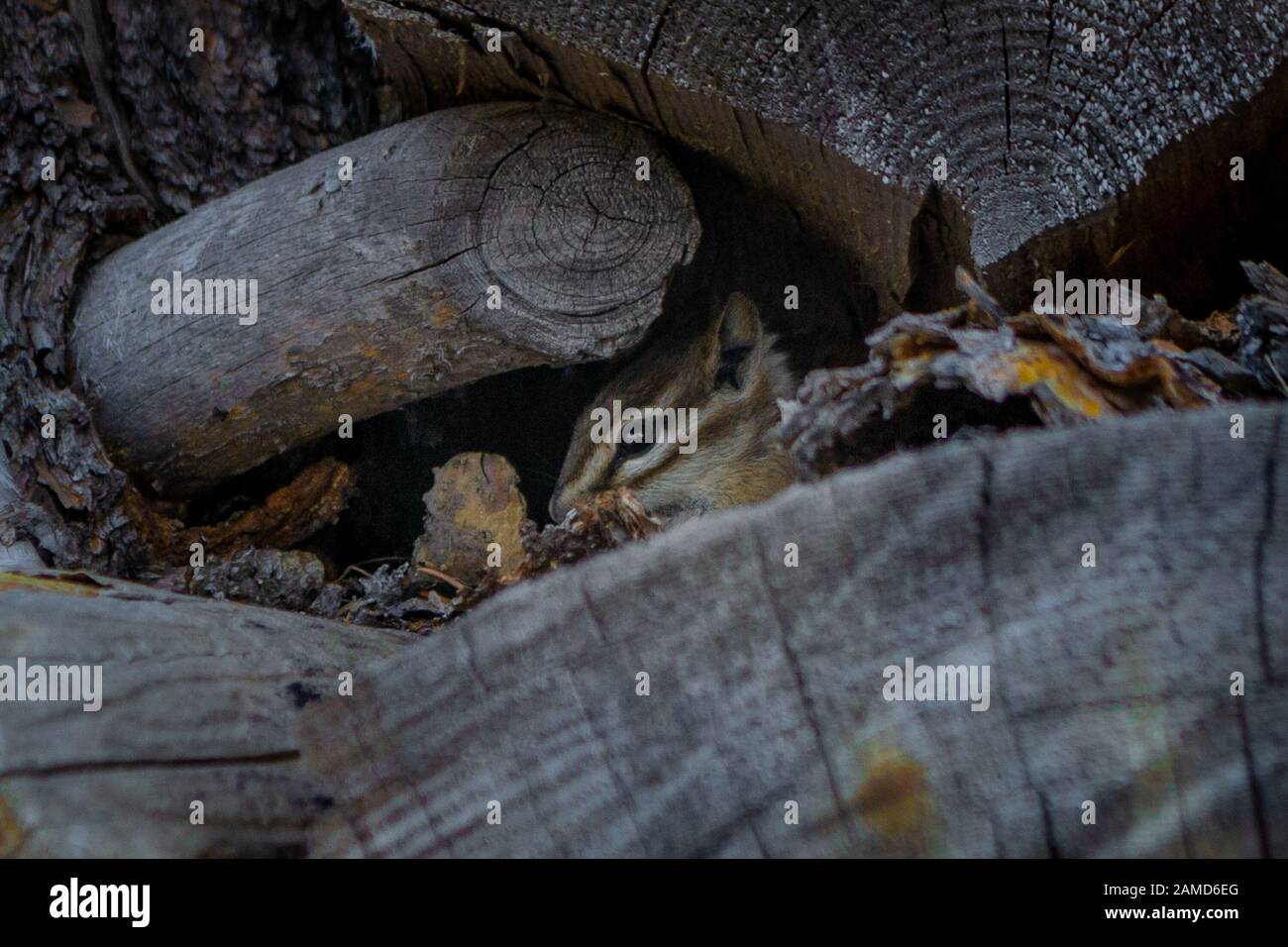 Chipmunk hiding in the wood stack Stock Photo - Alamy