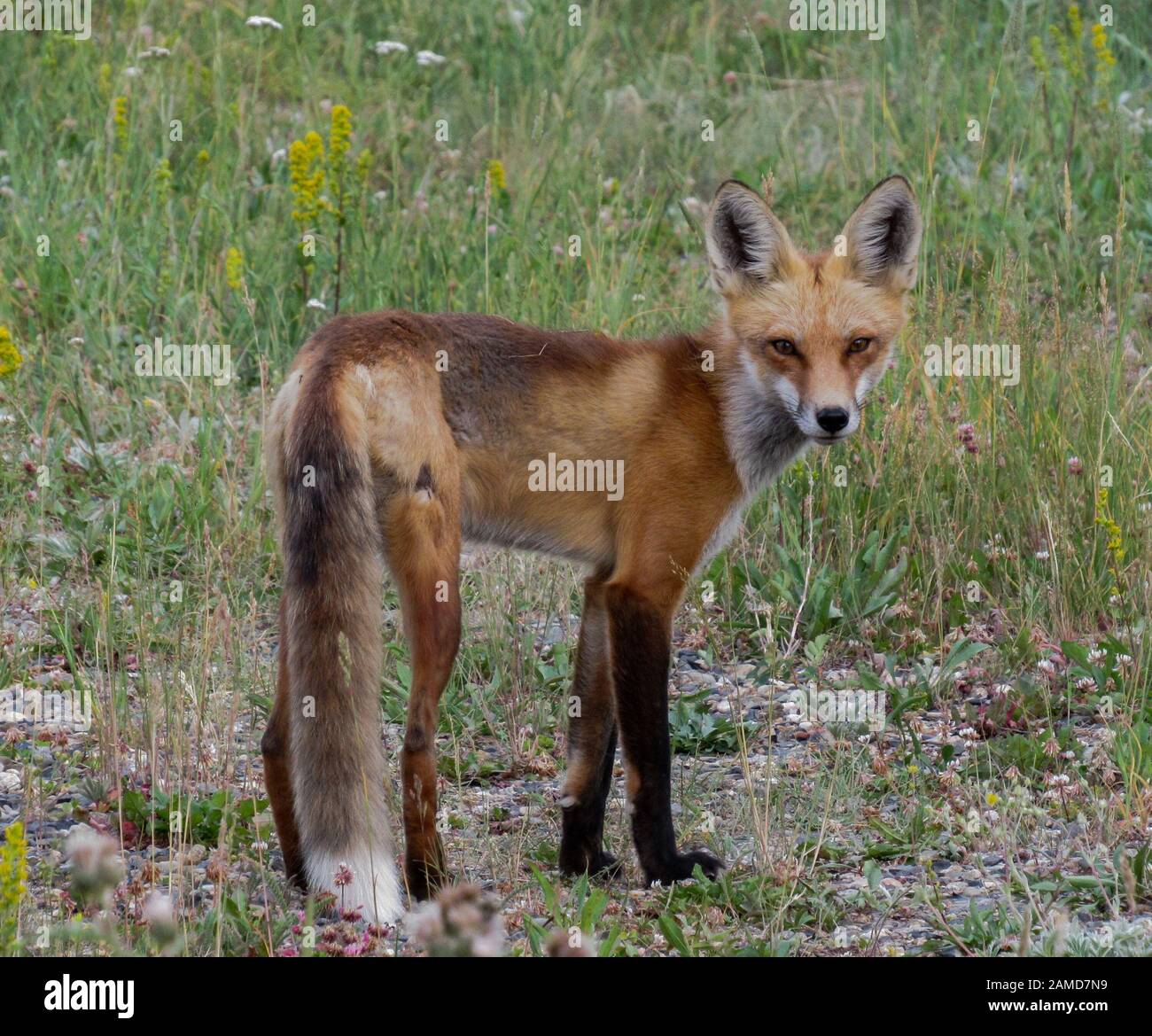 Small fox on the search for food Stock Photo - Alamy