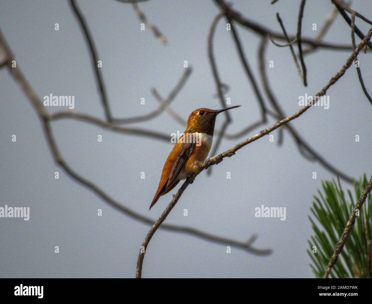 Humming bird sitting on a tree branch hi-res stock photography and ...