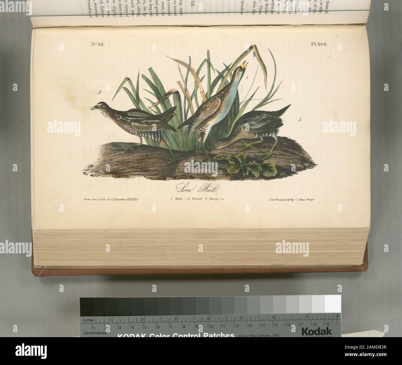 Sora Rail 1 Male 2 Female 3 Young Ortygometra carolinus.; Sora Rail. 1 ...