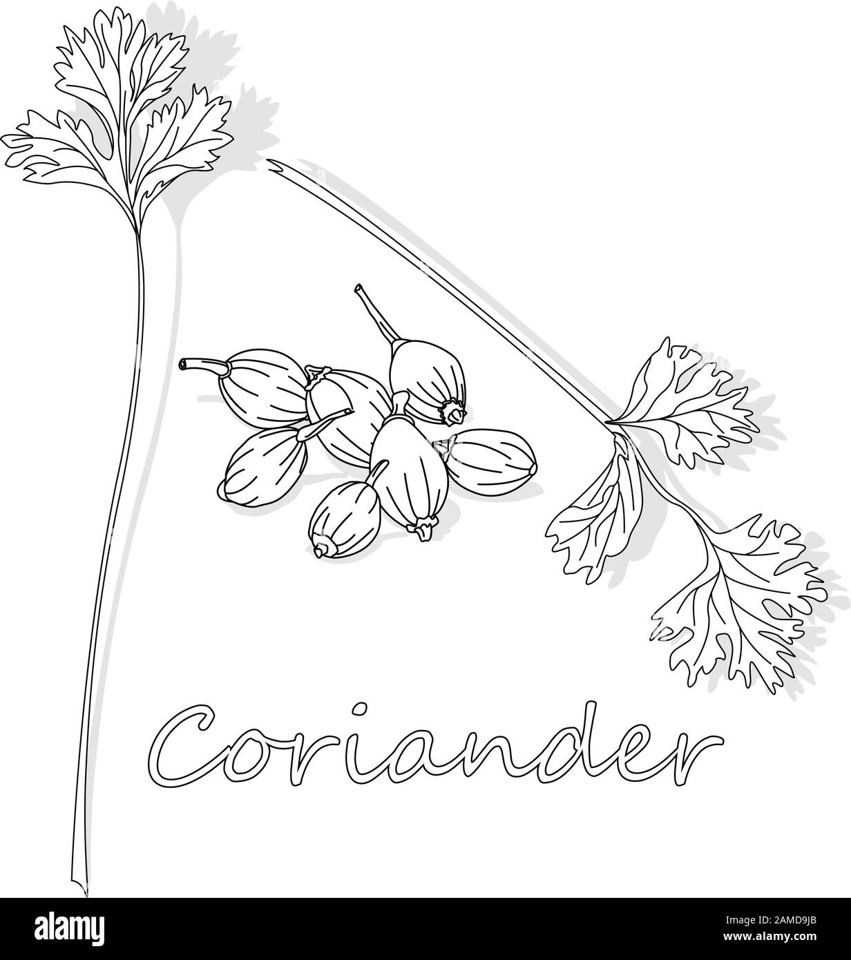 Fresh coriander or cilantro herb. Vector illustration isolated ...