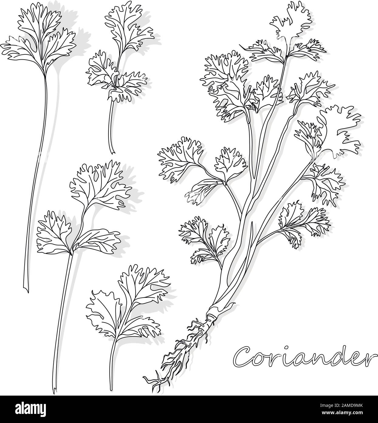 Coriander Leaf Black and White Stock Photos & Images - Alamy
