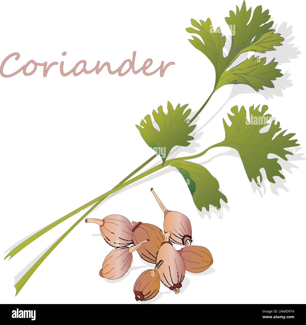 Fresh coriander or cilantro herb.Coriander powder in the cup. Vector ...
