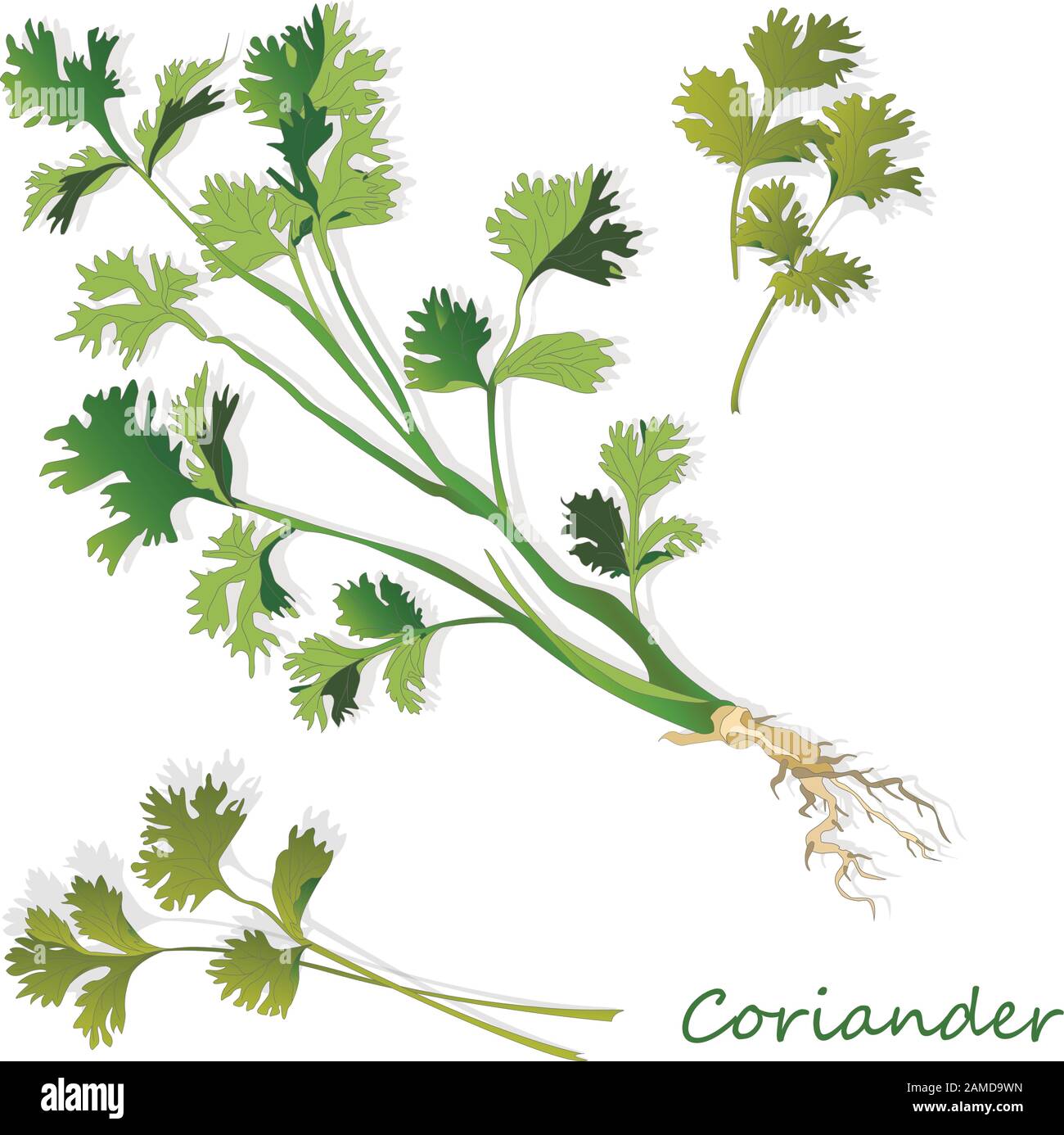Fresh coriander or cilantro herb. Vector illustration isolated Stock ...