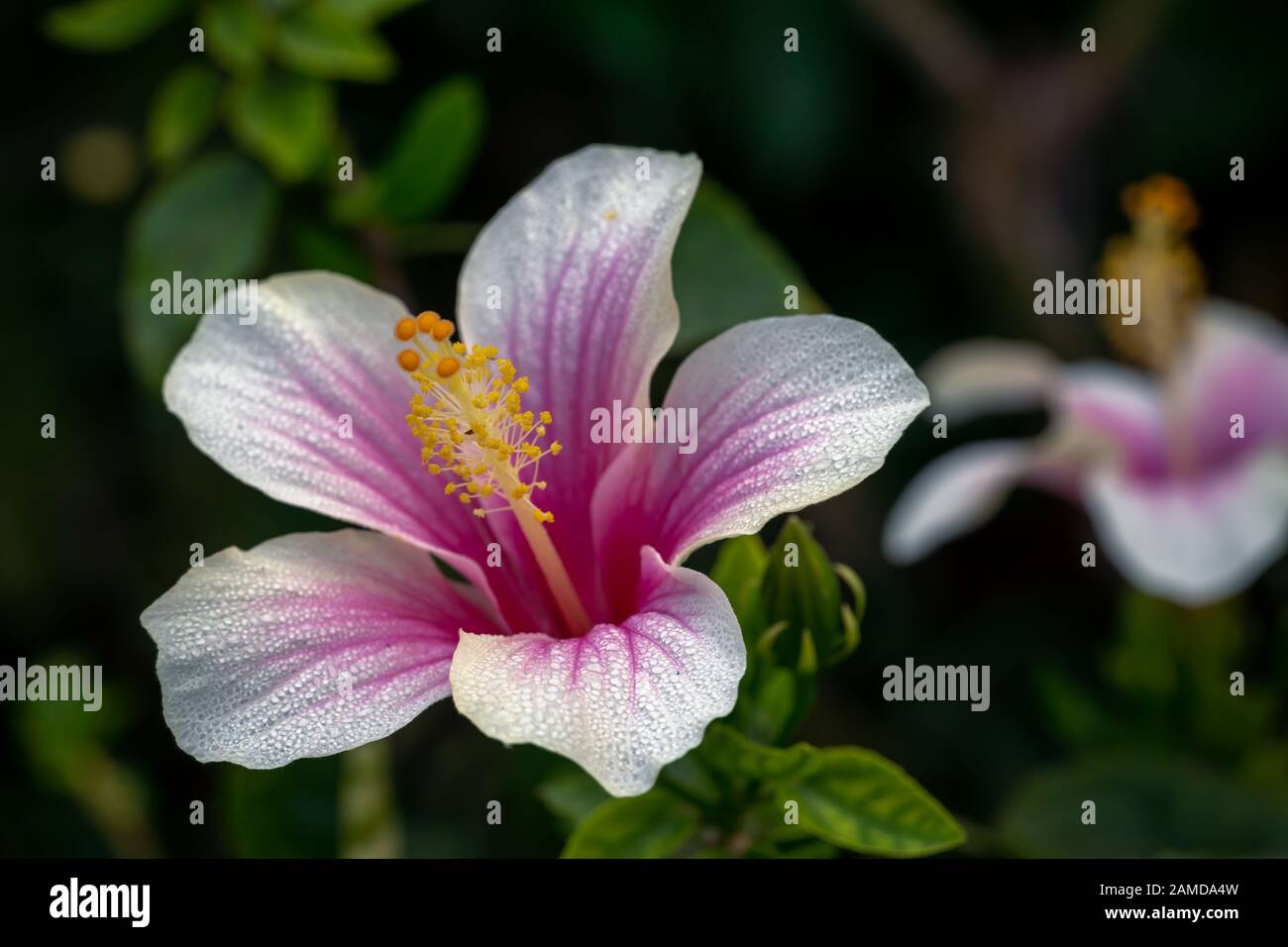 India hibiscus flowers hi-res stock photography and images - Alamy