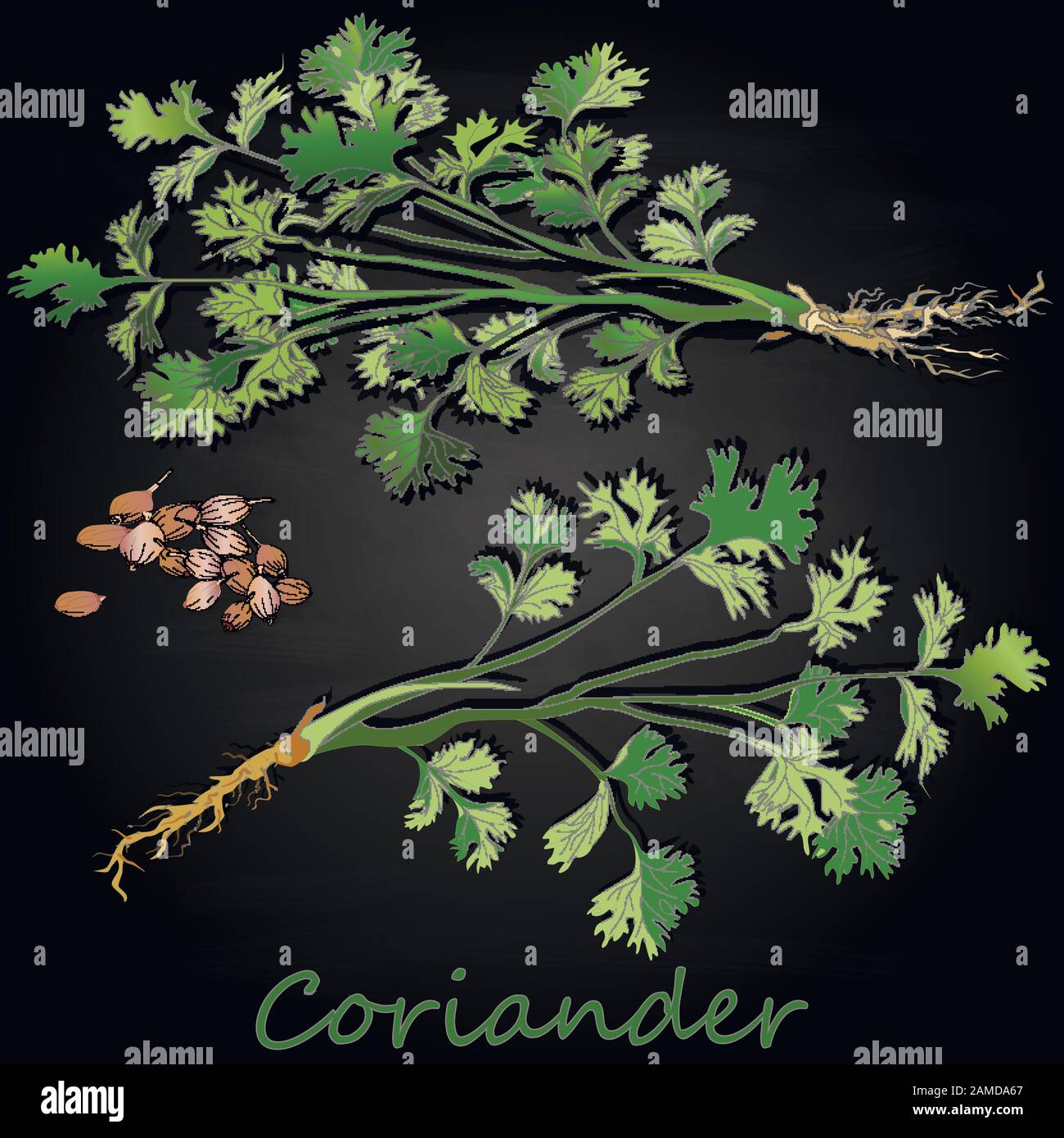 Cup coriander seeds Stock Vector Images - Alamy