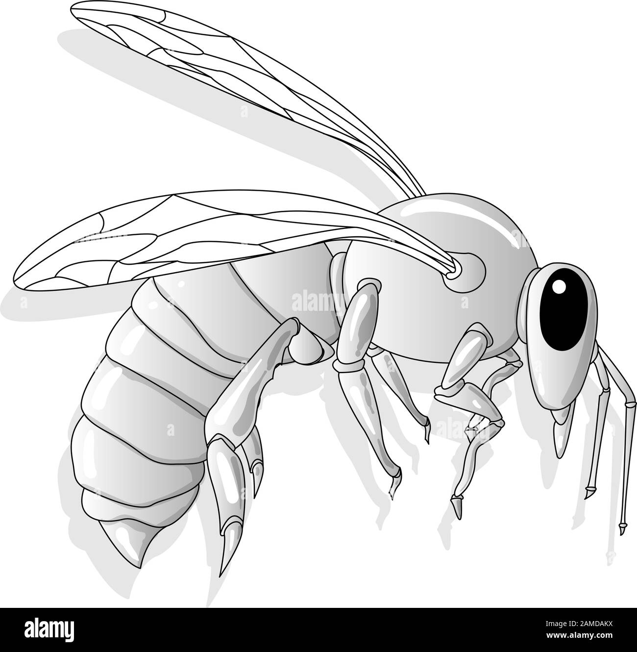 Bee wing detail Stock Vector Images - Alamy